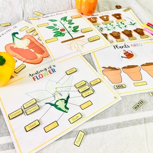 MEGA Bundle Plant Study, Plant Life Cycle, Parts of a Plant, Parts of a ...