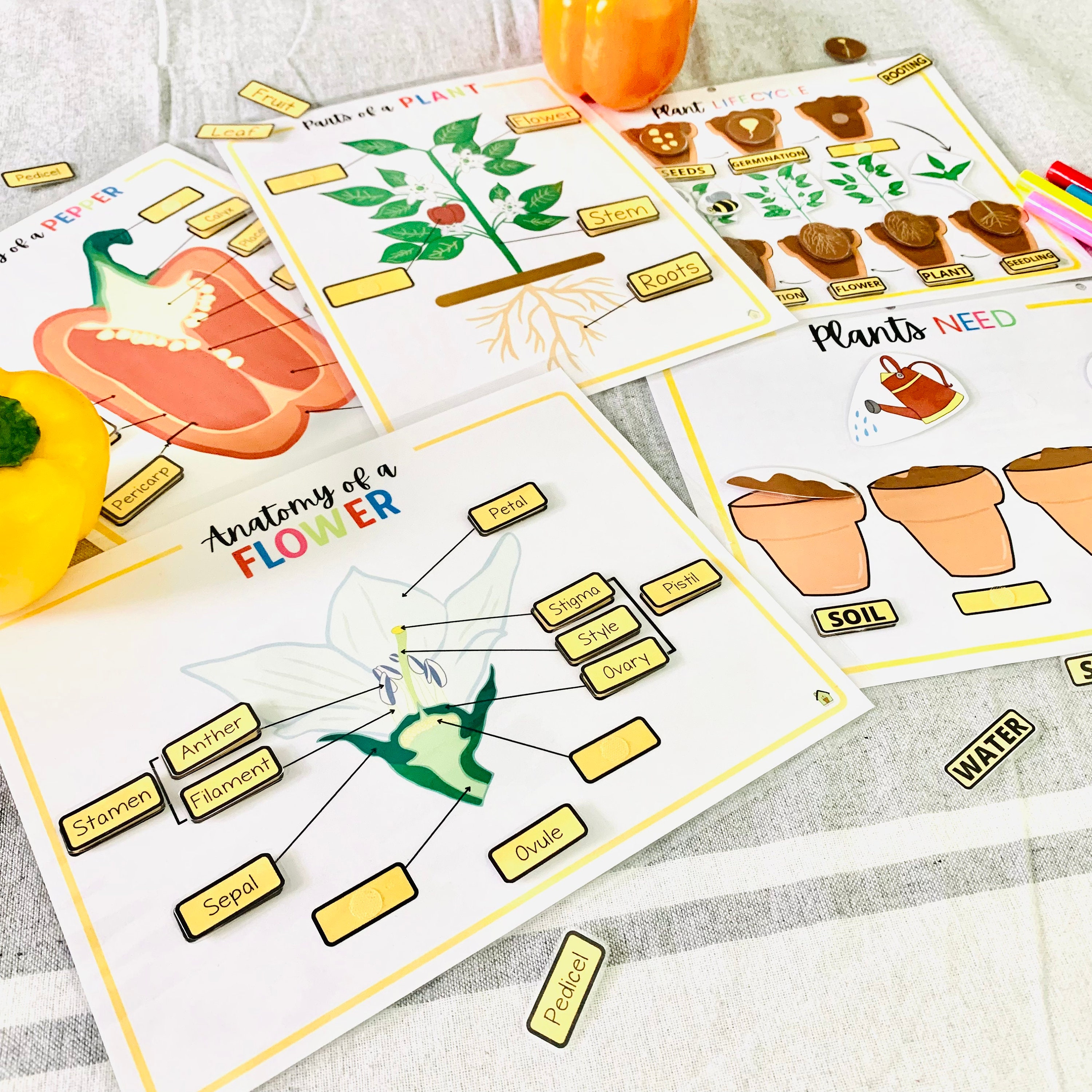 MEGA Bundle Plant Study Plant Life Cycle Parts of a Plant - Etsy