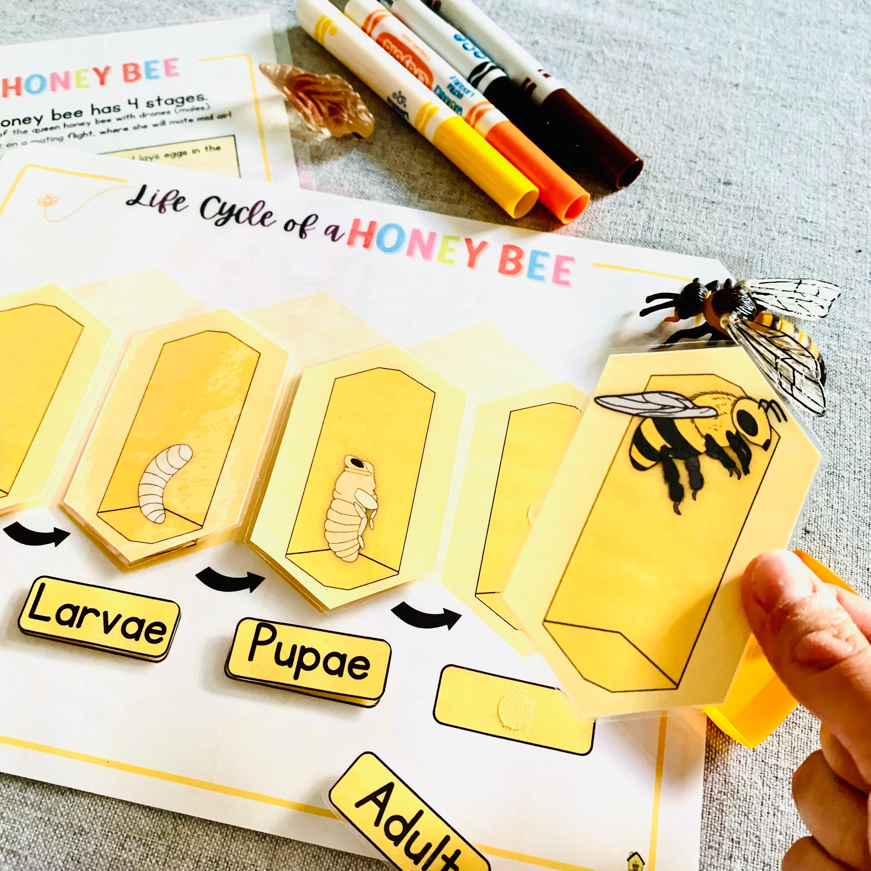 Life Cycle of a Honey Bee Printable, Bee Science Unit Study, Honey Bee ...