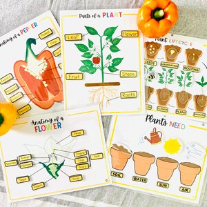MEGA Bundle Plant Study, Plant Life Cycle, Parts of a Plant, Parts of a ...