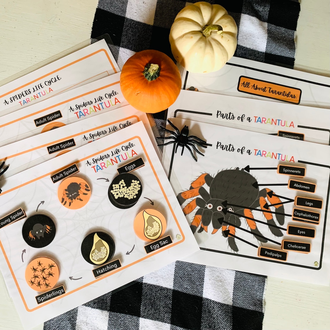 A Spiders Life Cycle Parts of a Spider Homeschool Nature - Etsy Canada