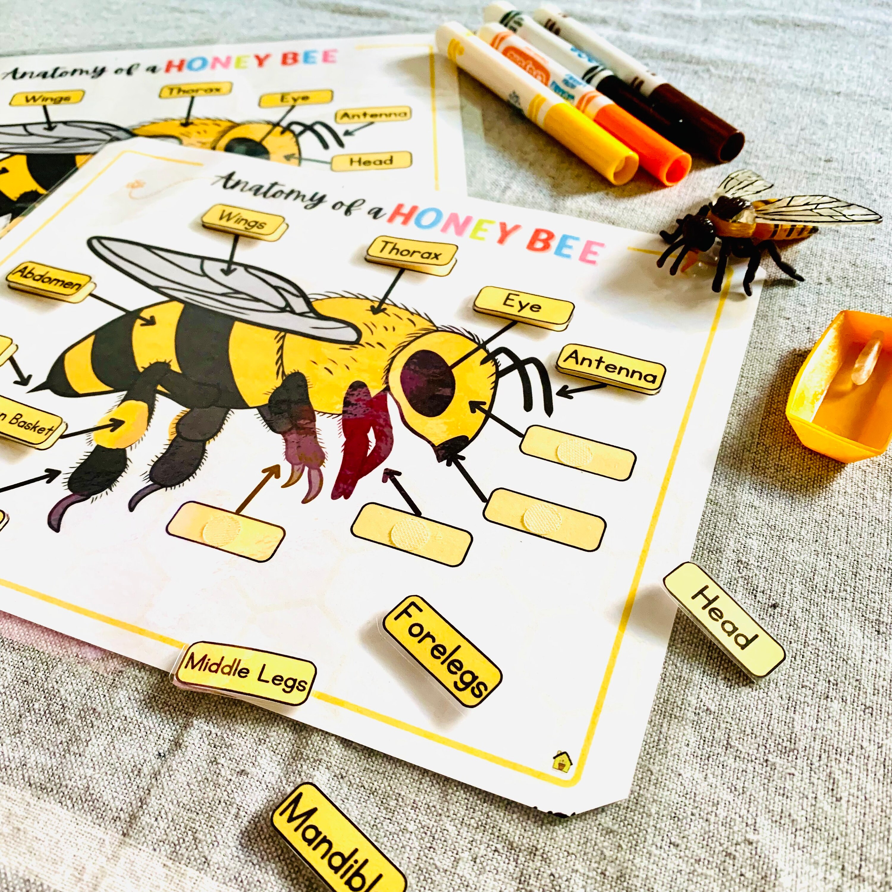 Life Cycle of a Honey Bee Printable, Bee Science Unit Study, Honey Bee ...