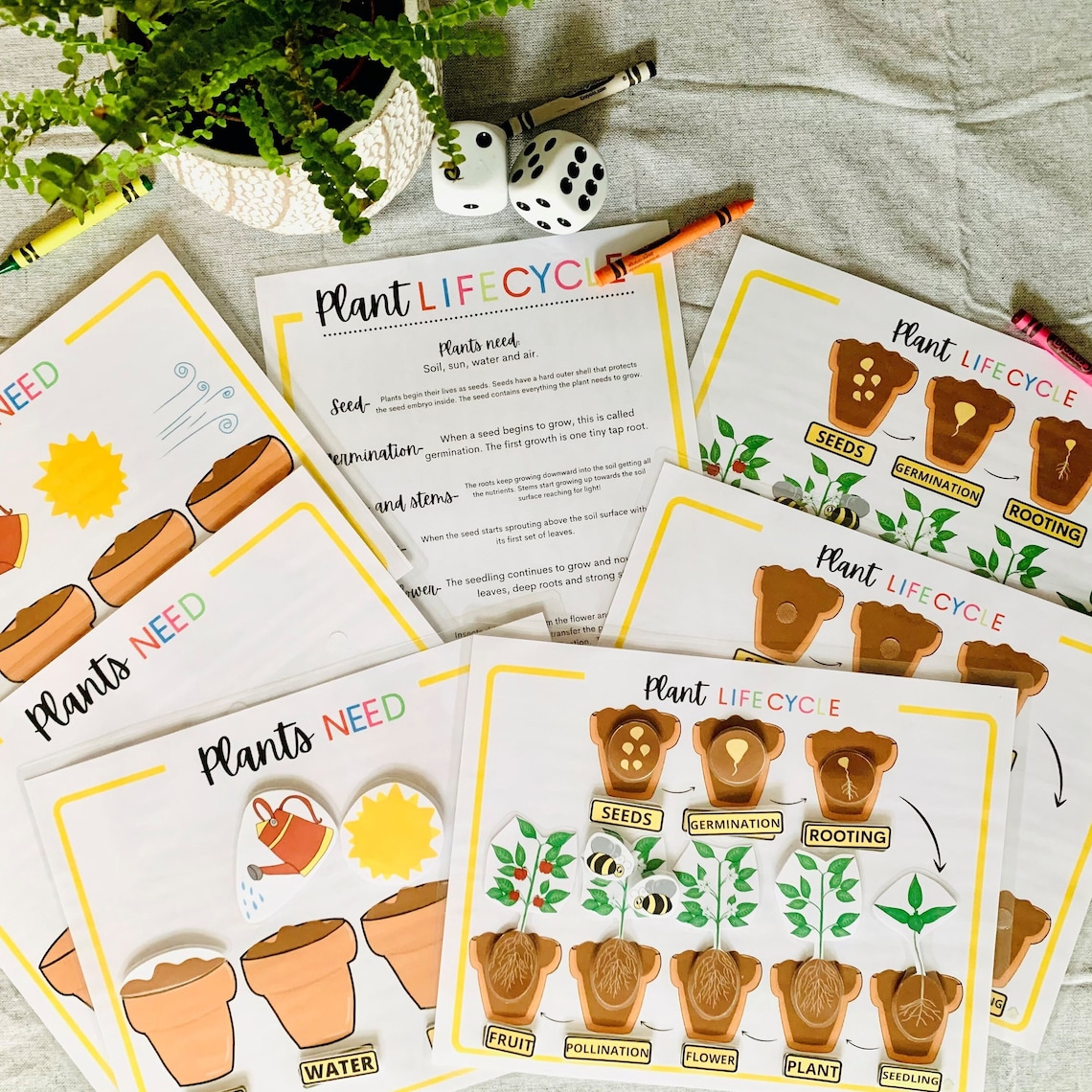 Plant Life Cycle Printable Activity What Plants Need - Etsy