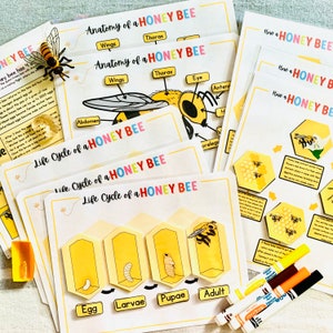 Life Cycle of a Honey Bee Printable, Bee Science Unit Study, Honey Bee ...