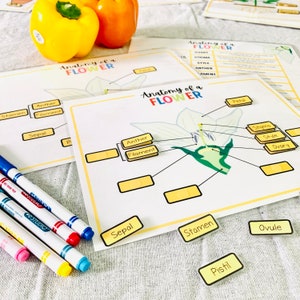 Parts of a Plant Bundle Printable, Parts of a Flower, Fruit Anatomy ...