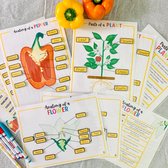 Parts of a Plant Bundle Printable Parts of a Flower Fruit | Etsy