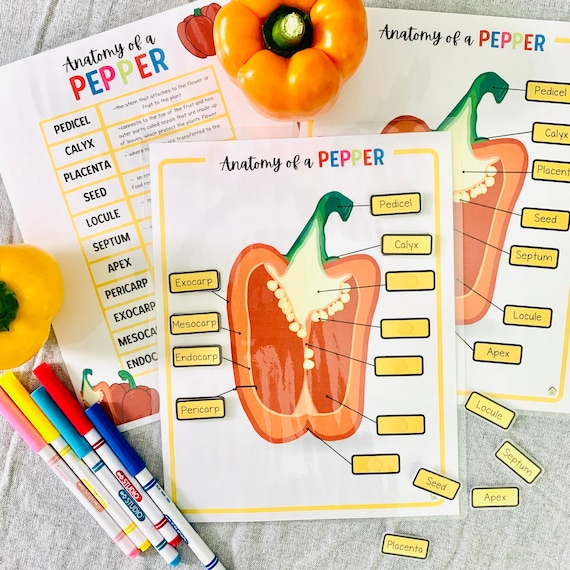 Fruit Anatomy Printable Anatomy of a Pepper Plant Anatomy - Etsy