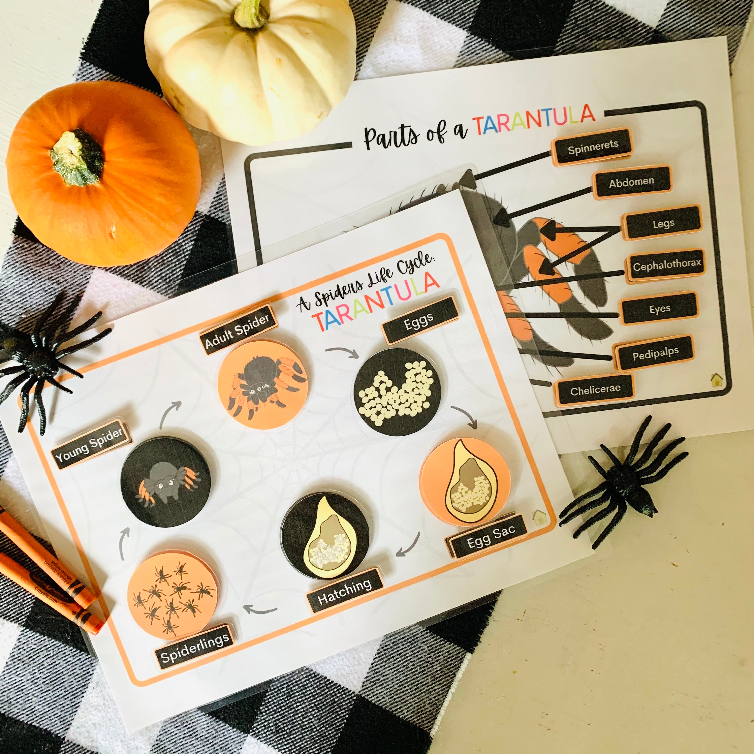 A Spiders Life Cycle, Parts of a Spider, Homeschool Nature Study ...