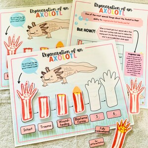 Life Cycle of an Axolotl, Axolotl Unit Study, Axolotl Anatomy, Axolotl ...