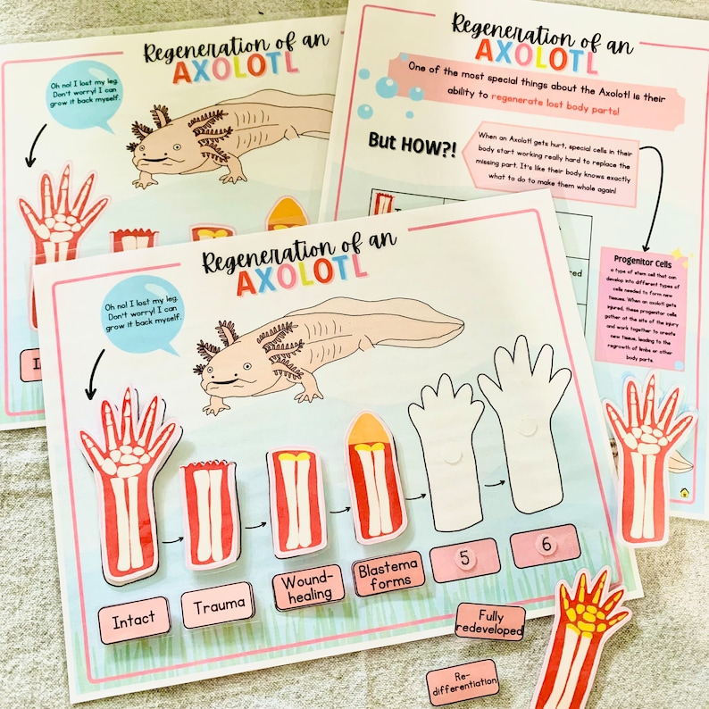 Life Cycle of an Axolotl, Axolotl Unit Study, Axolotl Anatomy, Axolotl ...