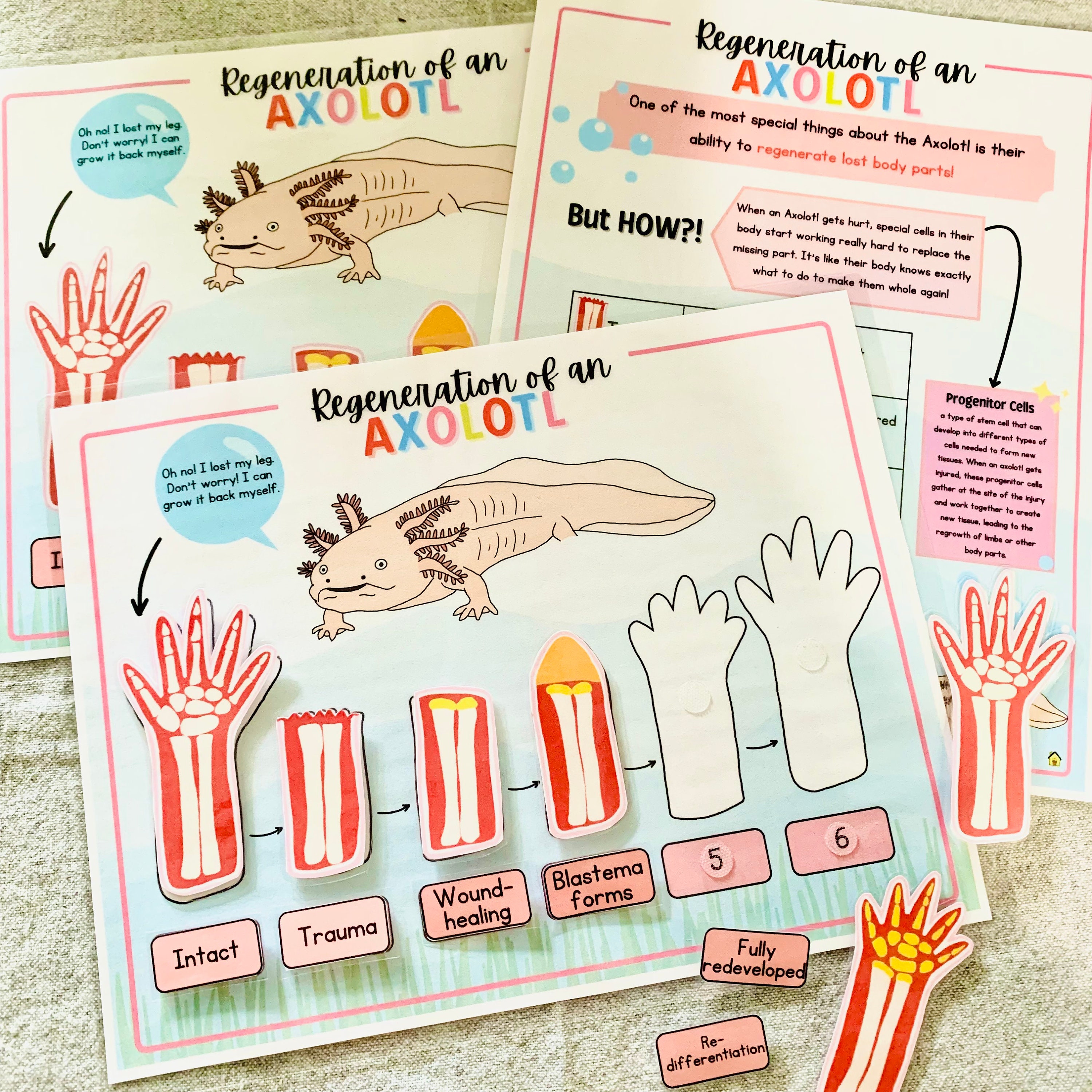 Life Cycle of an Axolotl, Axolotl Unit Study, Axolotl Anatomy, Axolotl ...
