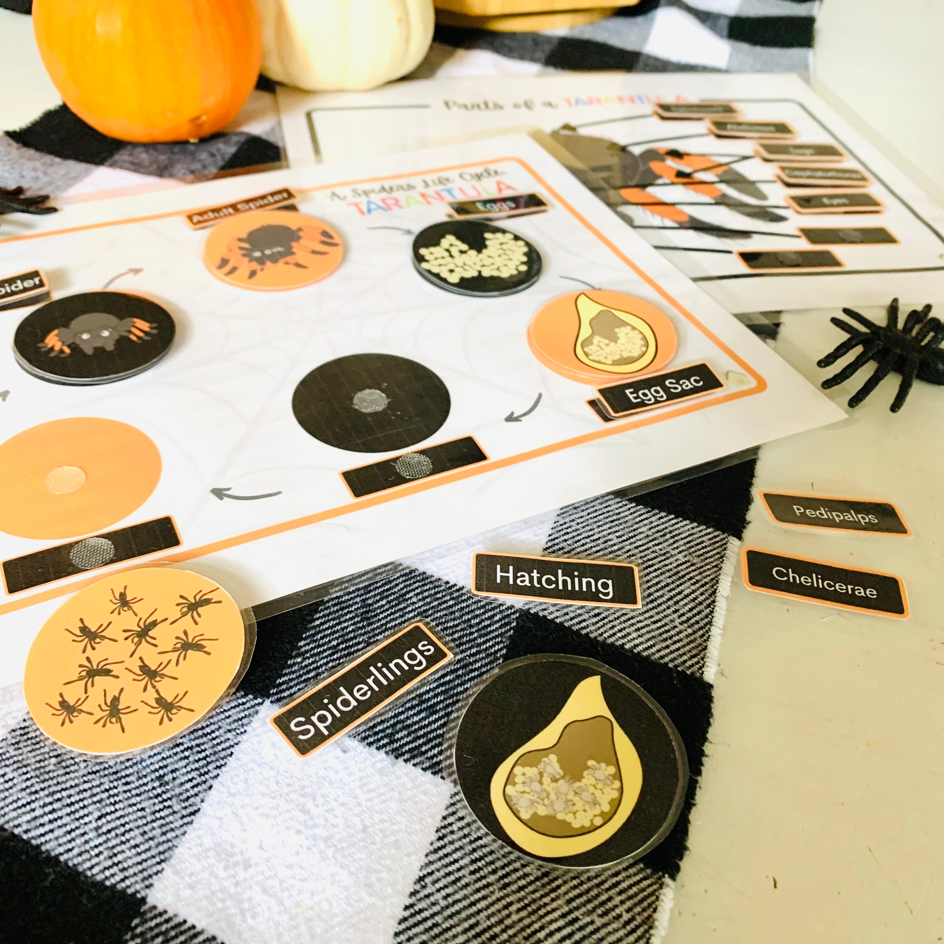 A Spiders Life Cycle, Parts of a Spider, Homeschool Nature Study ...