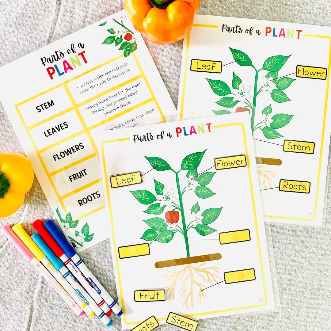 Parts of a Plant Printable, Label A Plant Activity, Kindergarten ...
