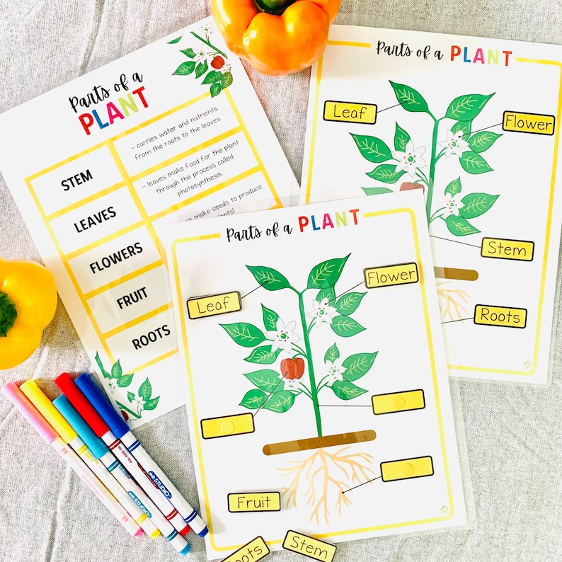 Parts of a Plant Printable, Label A Plant Activity, Kindergarten ...
