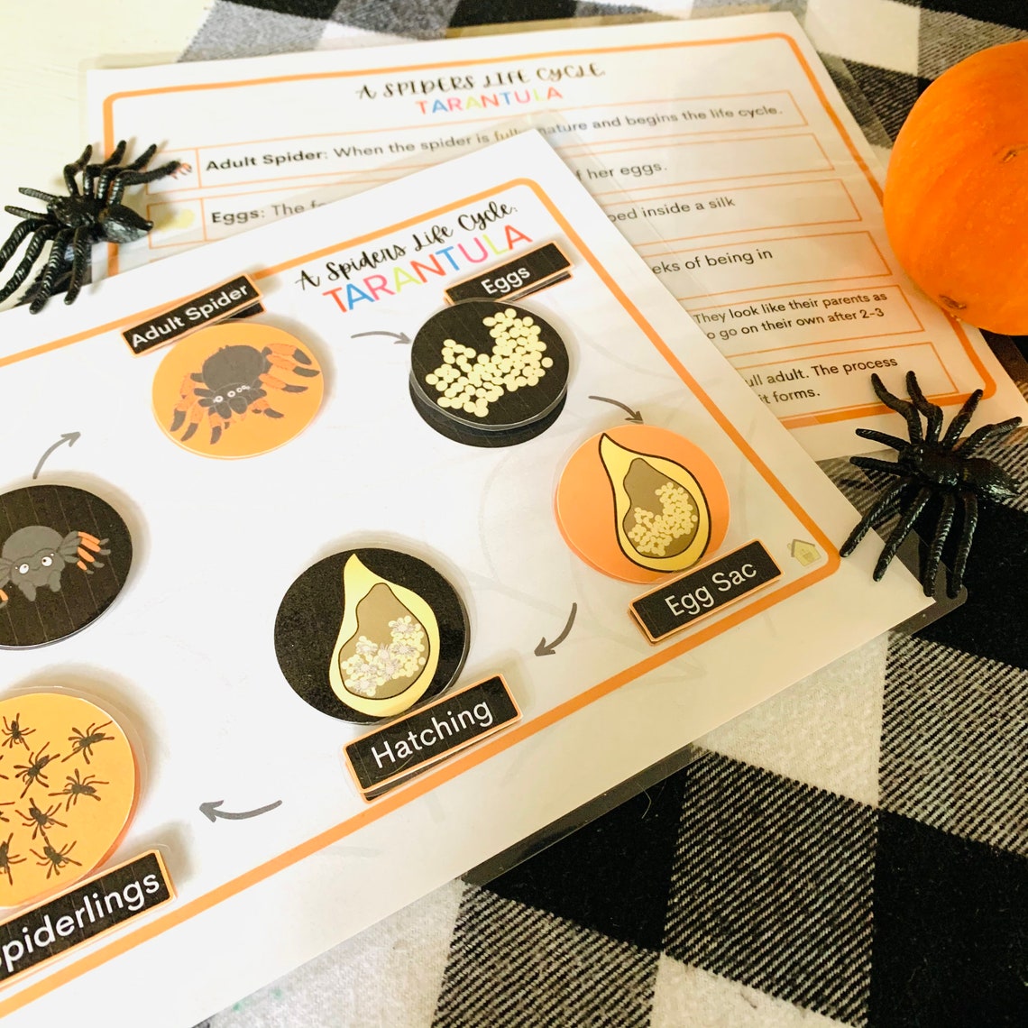 A Spiders Life Cycle, Parts of a Spider, Homeschool Nature Study ...