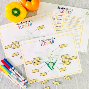 MEGA Bundle Plant Study, Plant Life Cycle, Parts of a Plant, Parts of a ...