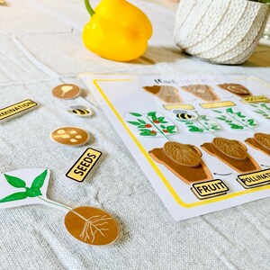 MEGA Bundle Plant Study, Plant Life Cycle, Parts of a Plant, Parts of a ...