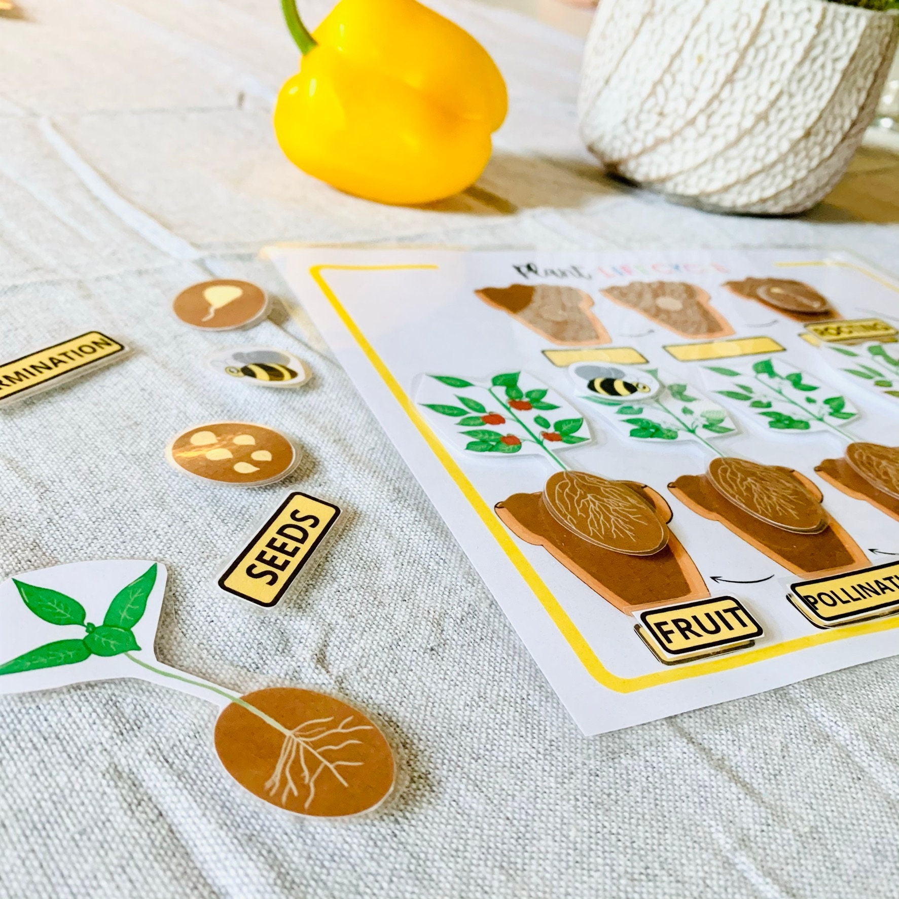 MEGA Bundle Plant Study Plant Life Cycle Parts of a Plant - Etsy Canada