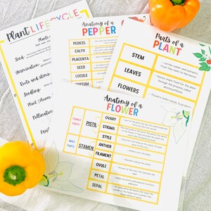 MEGA Bundle Plant Study, Plant Life Cycle, Parts of a Plant, Parts of a ...