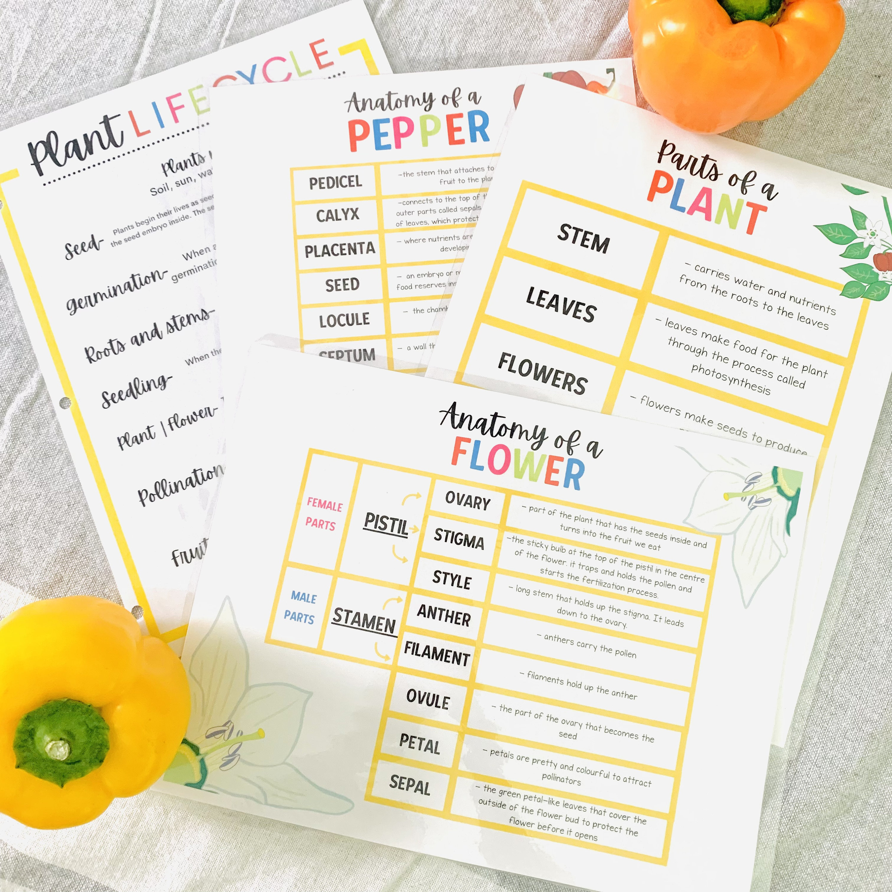 MEGA Bundle Plant Study Plant Life Cycle Parts of a Plant - Etsy Canada