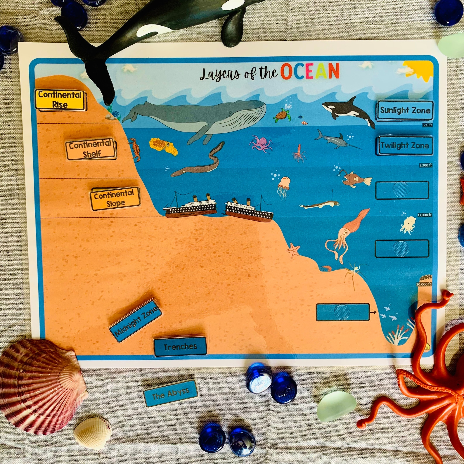 Ocean Layers Printable, Ocean Zones, Pelagic Zones, Learn About the ...