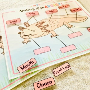 Life Cycle of an Axolotl, Axolotl Unit Study, Axolotl Anatomy, Axolotl ...