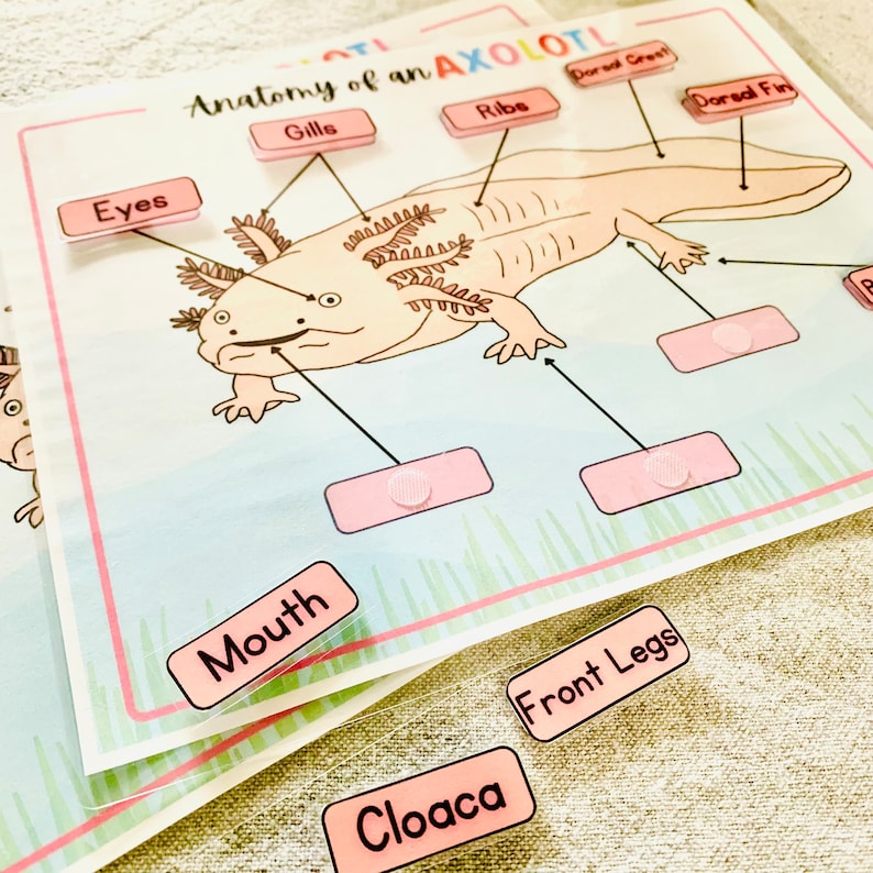 Life Cycle of an Axolotl, Axolotl Unit Study, Axolotl Anatomy, Axolotl ...