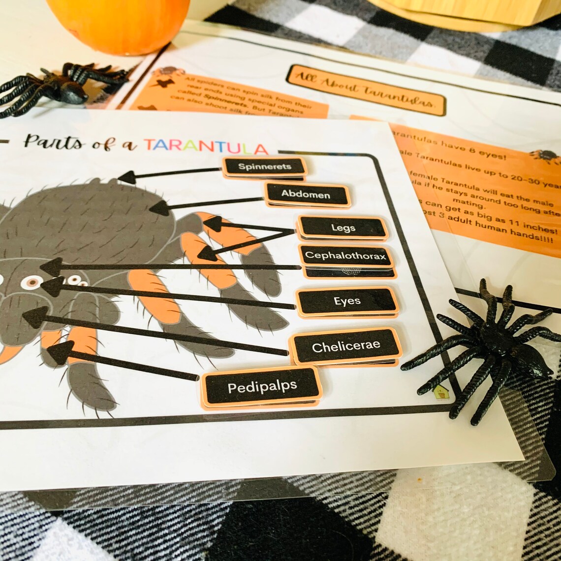 A Spiders Life Cycle Parts of a Spider Homeschool Nature - Etsy Canada