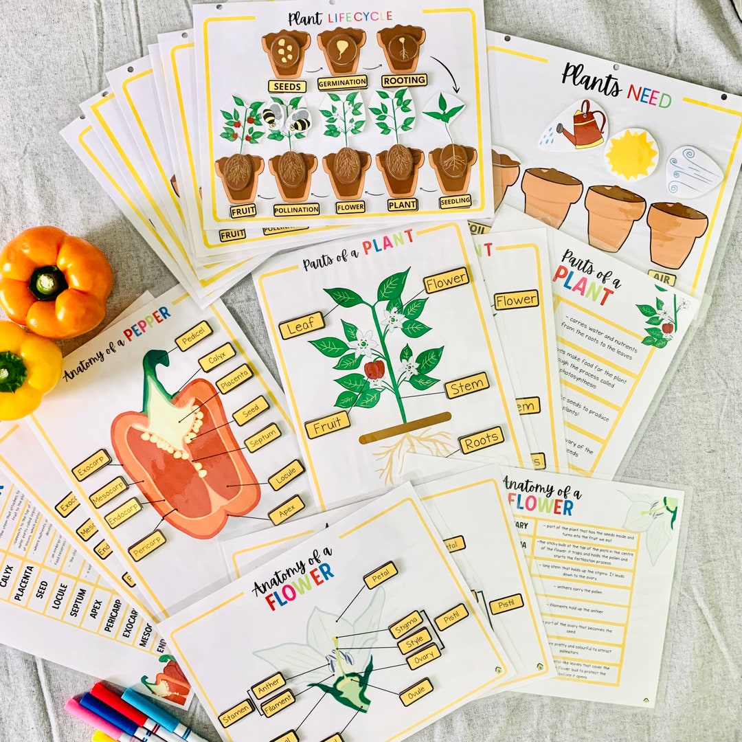 MEGA Bundle Plant Study, Plant Life Cycle, Parts of a Plant, Parts of a ...