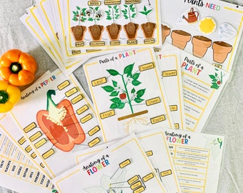 PLANTS Spring Mini Unit Study, Life Cycle of a Plant, Plant Anatomy ...