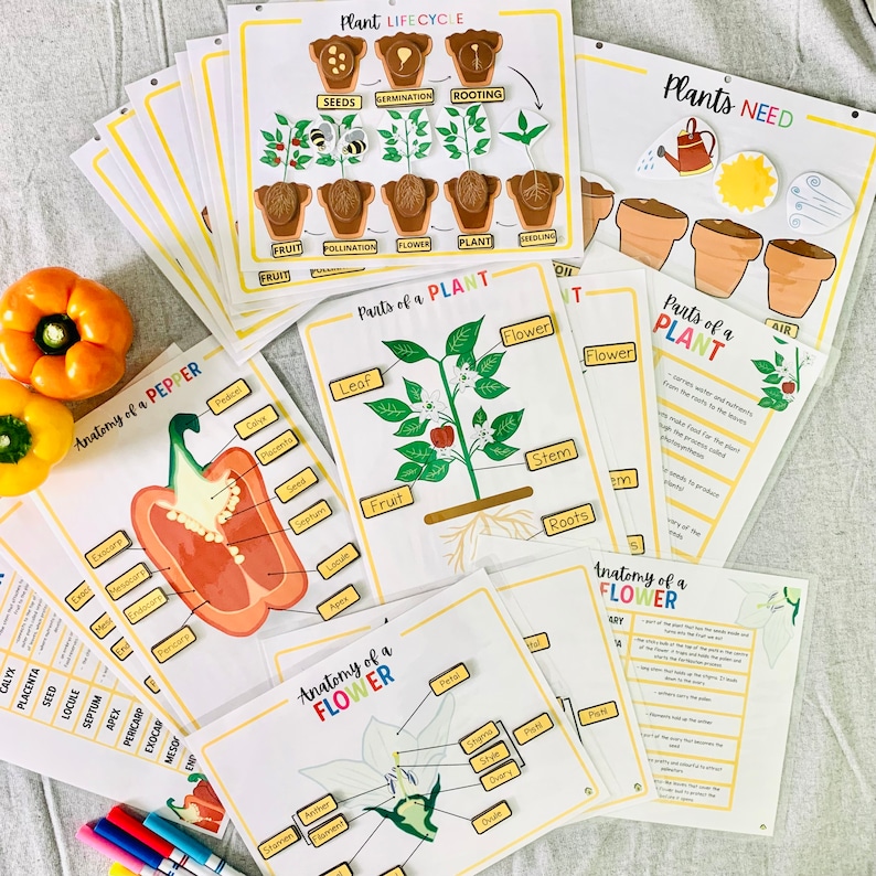 MEGA Bundle Plant Study Plant Life Cycle Parts of a Plant - Etsy Canada