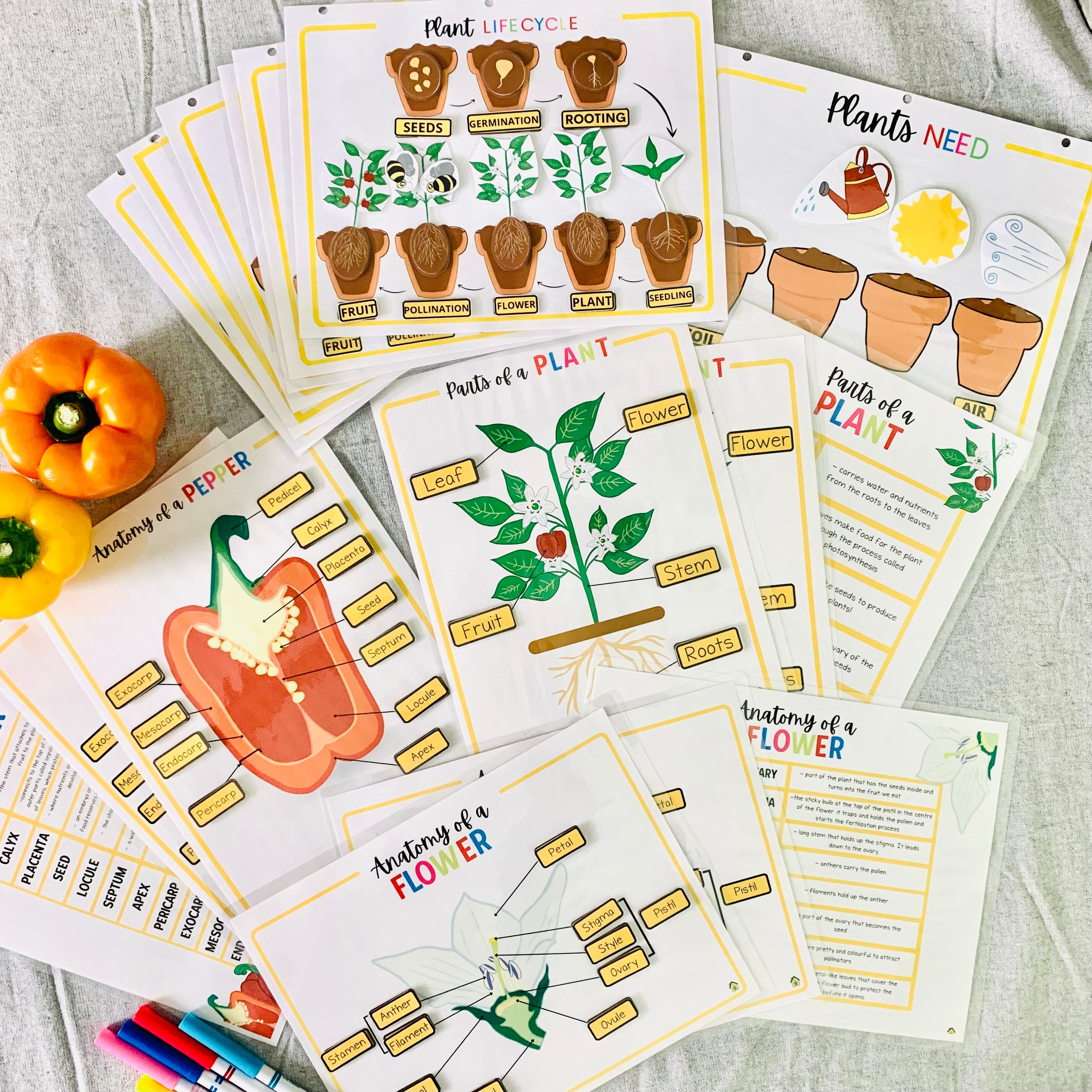 MEGA Bundle Plant Study Plant Life Cycle Parts of a Plant - Etsy Canada