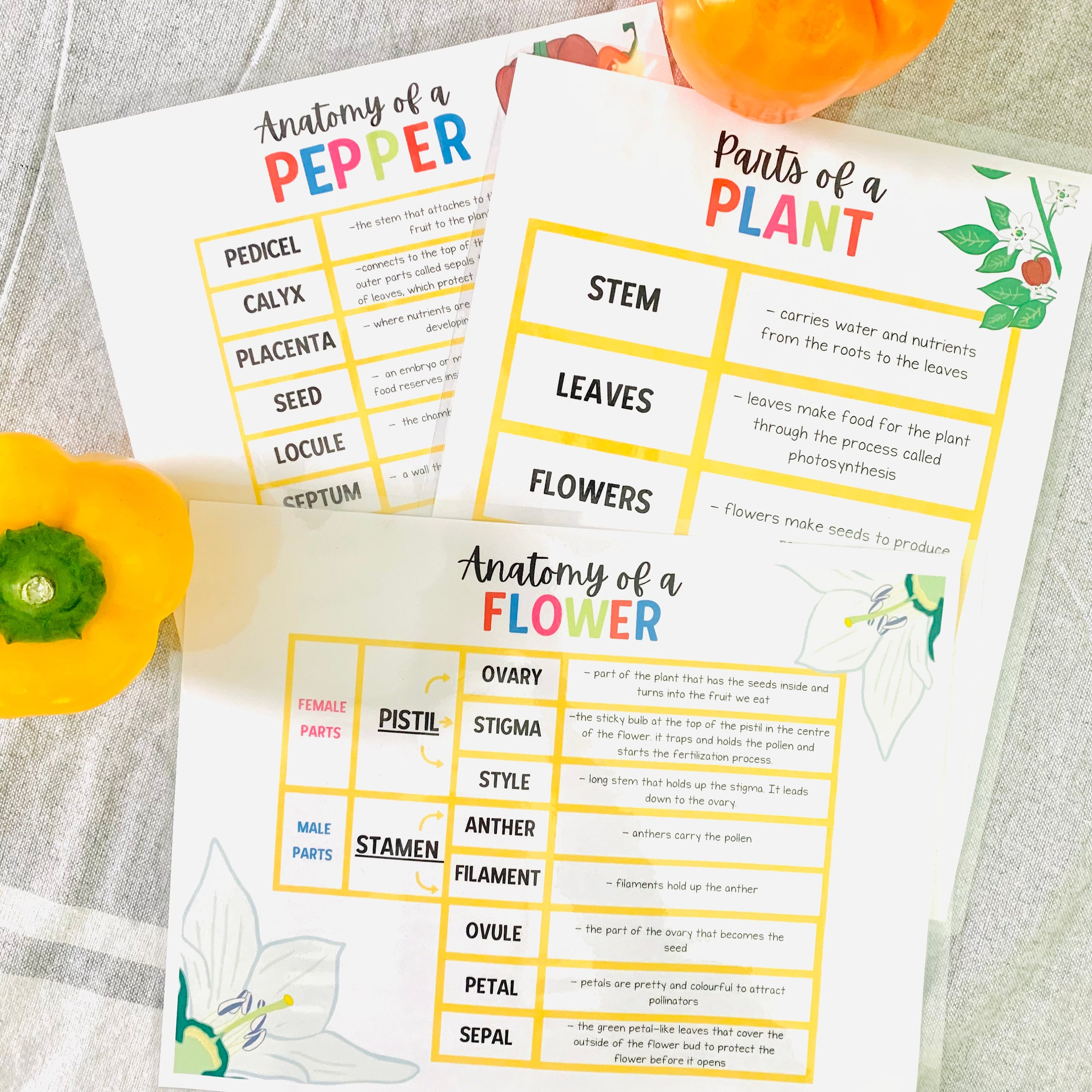 Parts of a Plant Bundle Printable, Parts of a Flower, Fruit Anatomy ...
