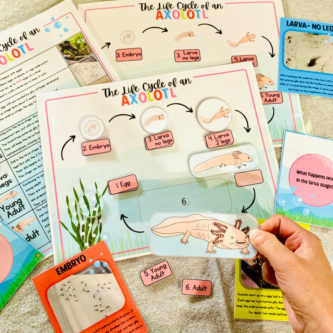 Life Cycle of an Axolotl, Axolotl Unit Study, Axolotl Anatomy, Axolotl ...