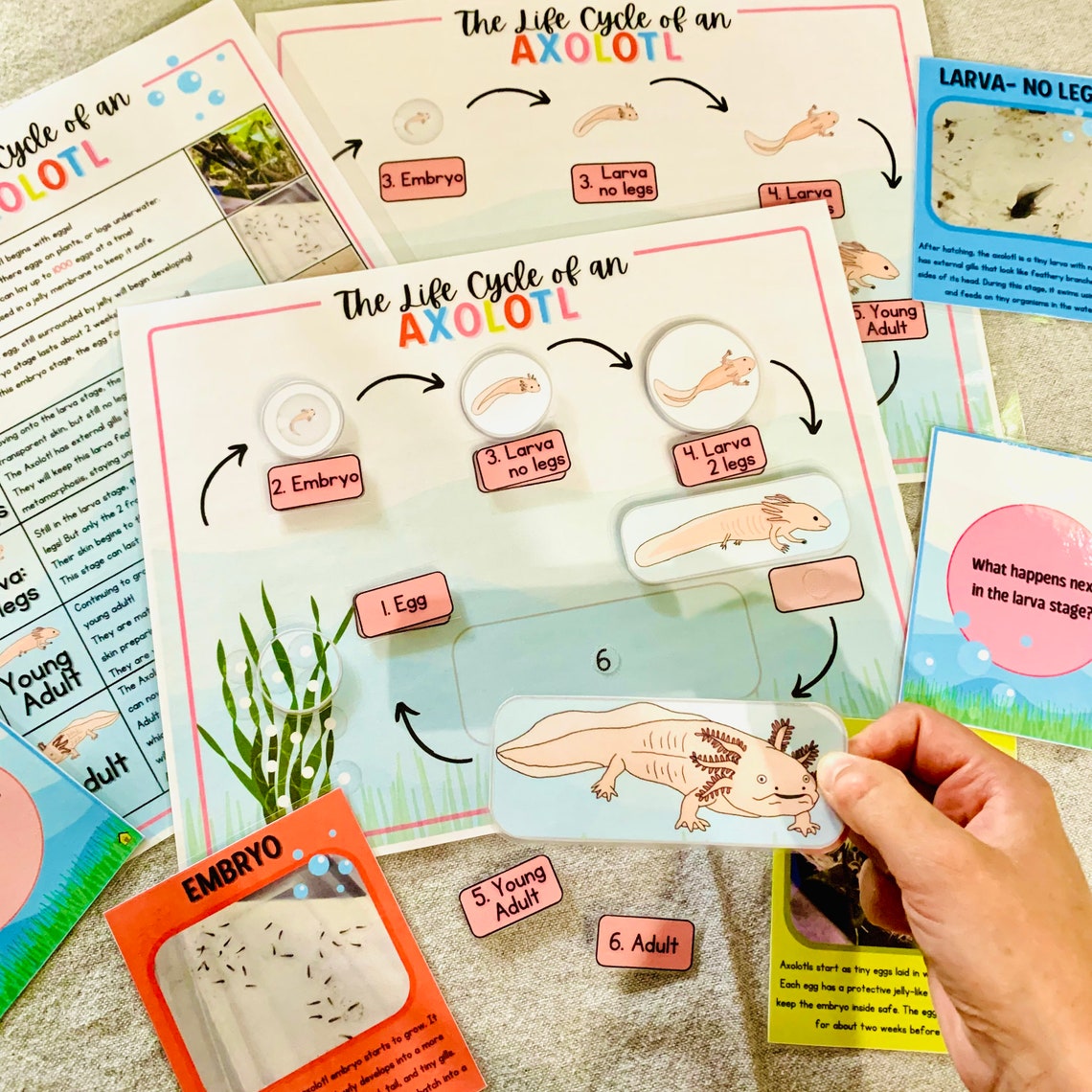 Life Cycle of an Axolotl, Axolotl Unit Study, Axolotl Anatomy, Axolotl ...