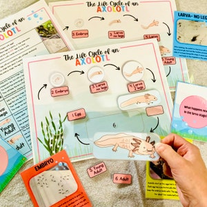 Life Cycle of an Axolotl, Axolotl Unit Study, Axolotl Anatomy, Axolotl ...