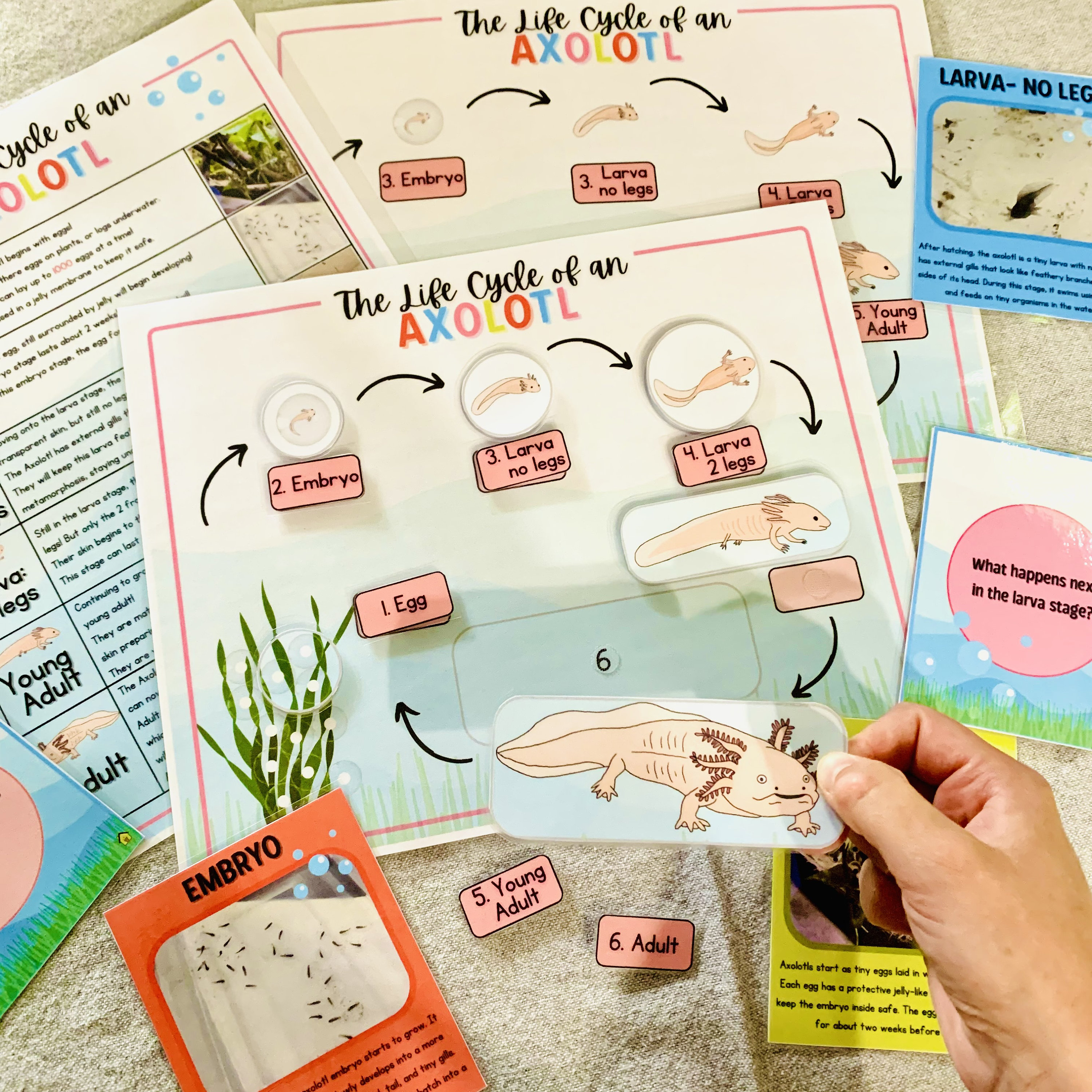 Life Cycle of an Axolotl, Axolotl Unit Study, Axolotl Anatomy, Axolotl ...
