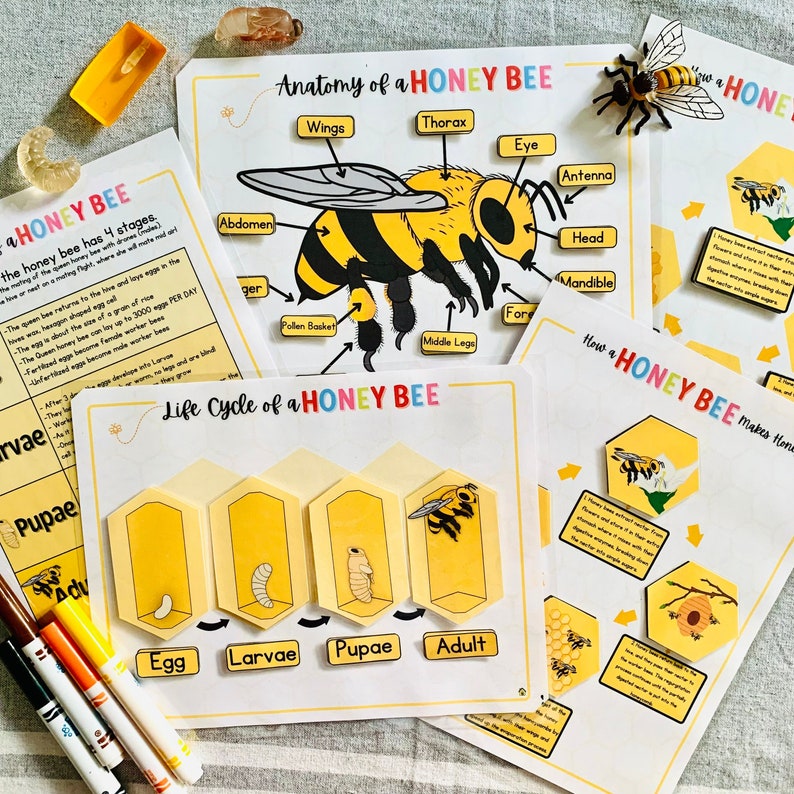 Life Cycle of a Honey Bee Printable, Bee Science Unit Study, Honey Bee ...