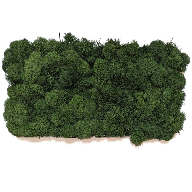 Moss Blocks Natural Wall Art Design Building Peel and Stick - Etsy