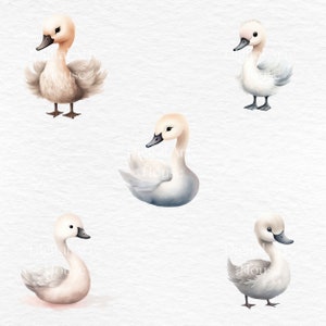 Watercolor Baby Swan Clipart: PNG Graphics (commercial Use) - Etsy