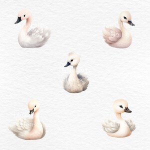 Watercolor Baby Swan Clipart: PNG Graphics (commercial Use) - Etsy