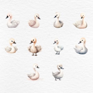 Watercolor Baby Swan Clipart: PNG Graphics (commercial Use) - Etsy