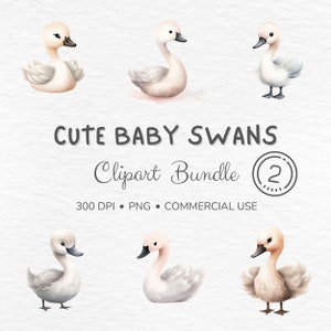 Watercolor Baby Swan Clipart: PNG Graphics (commercial Use) - Etsy