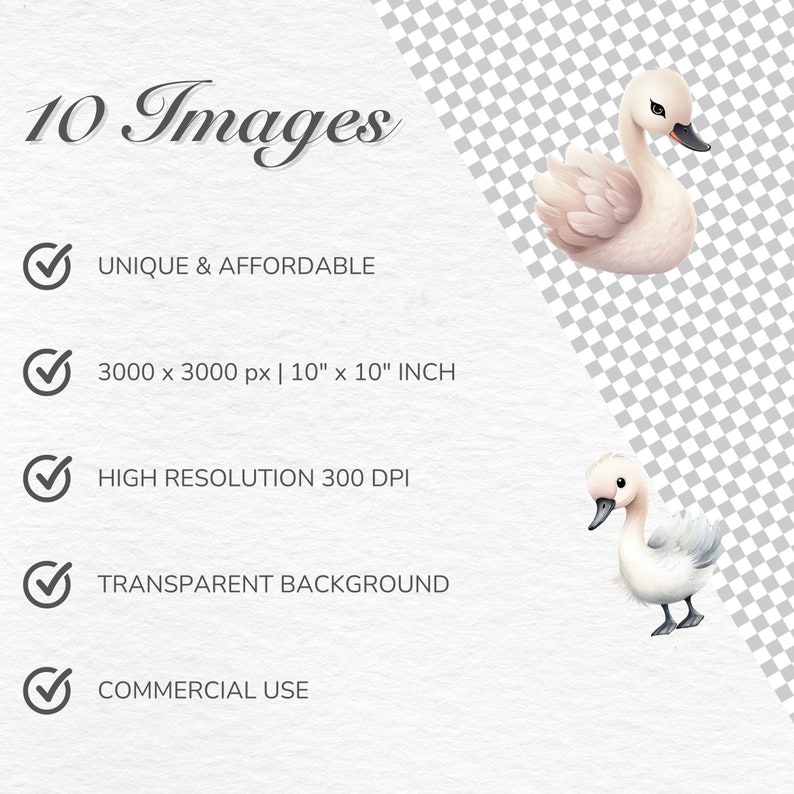 Watercolor Baby Swan Clipart: PNG Graphics (commercial Use) - Etsy
