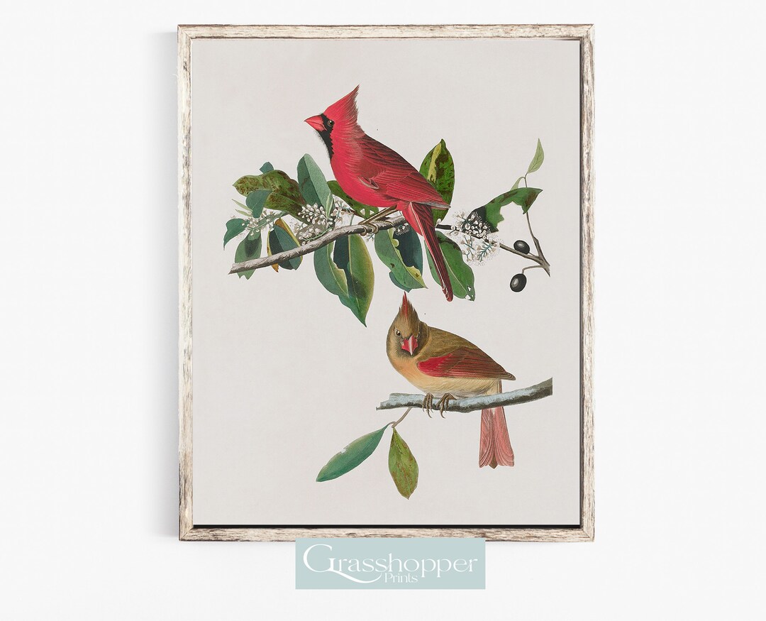 Cardinal Illustration, Vintage Bird Prints, Backyard Birds Artwork ...
