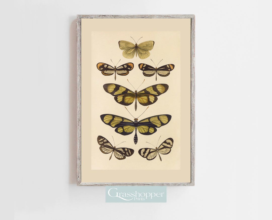 Antique Butterfly Print, Vintage Butterflies Illustration, PRINTABLE ...