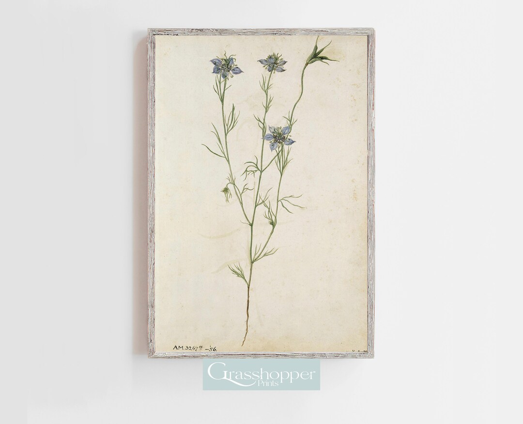 Vintage Botanical Illustration, Antique Wildflower Drawing, Floral ...