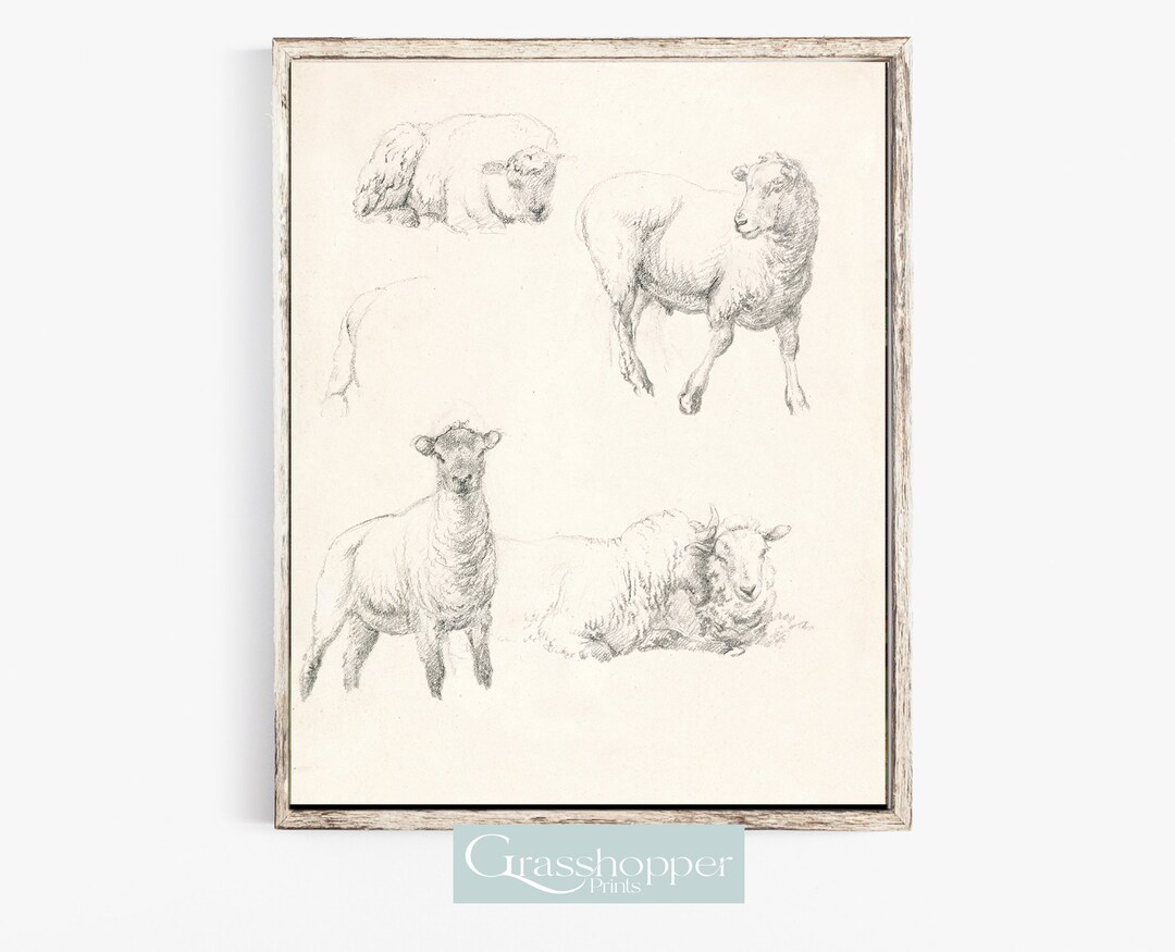Sheep Sketch Print, Vintage Animal Drawing, PRINTABLE Wall Art, Digital ...