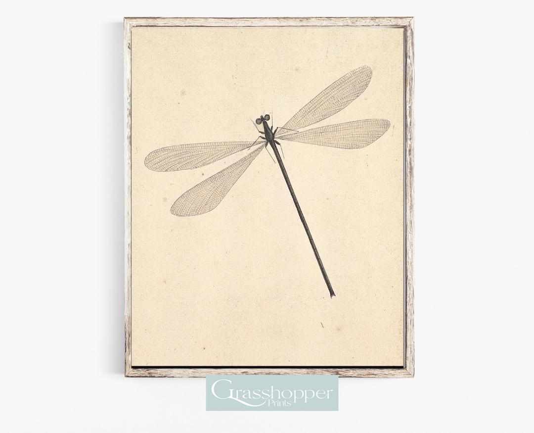Antique Dragonfly Illustration, Vintage Wall Art, Dragonfly Print ...