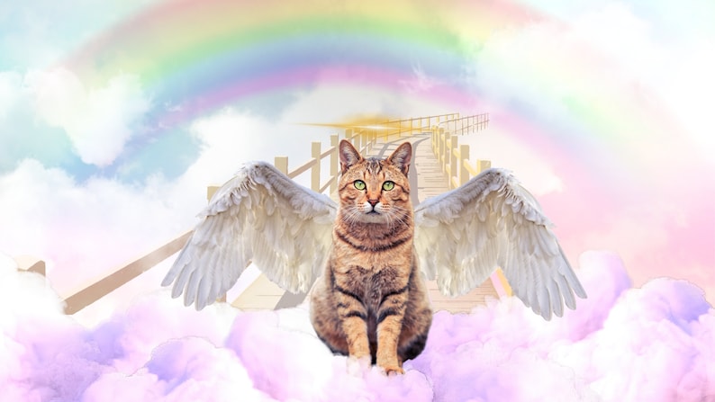 Custom Rainbow Bridge Pet Memorial Photo - Etsy